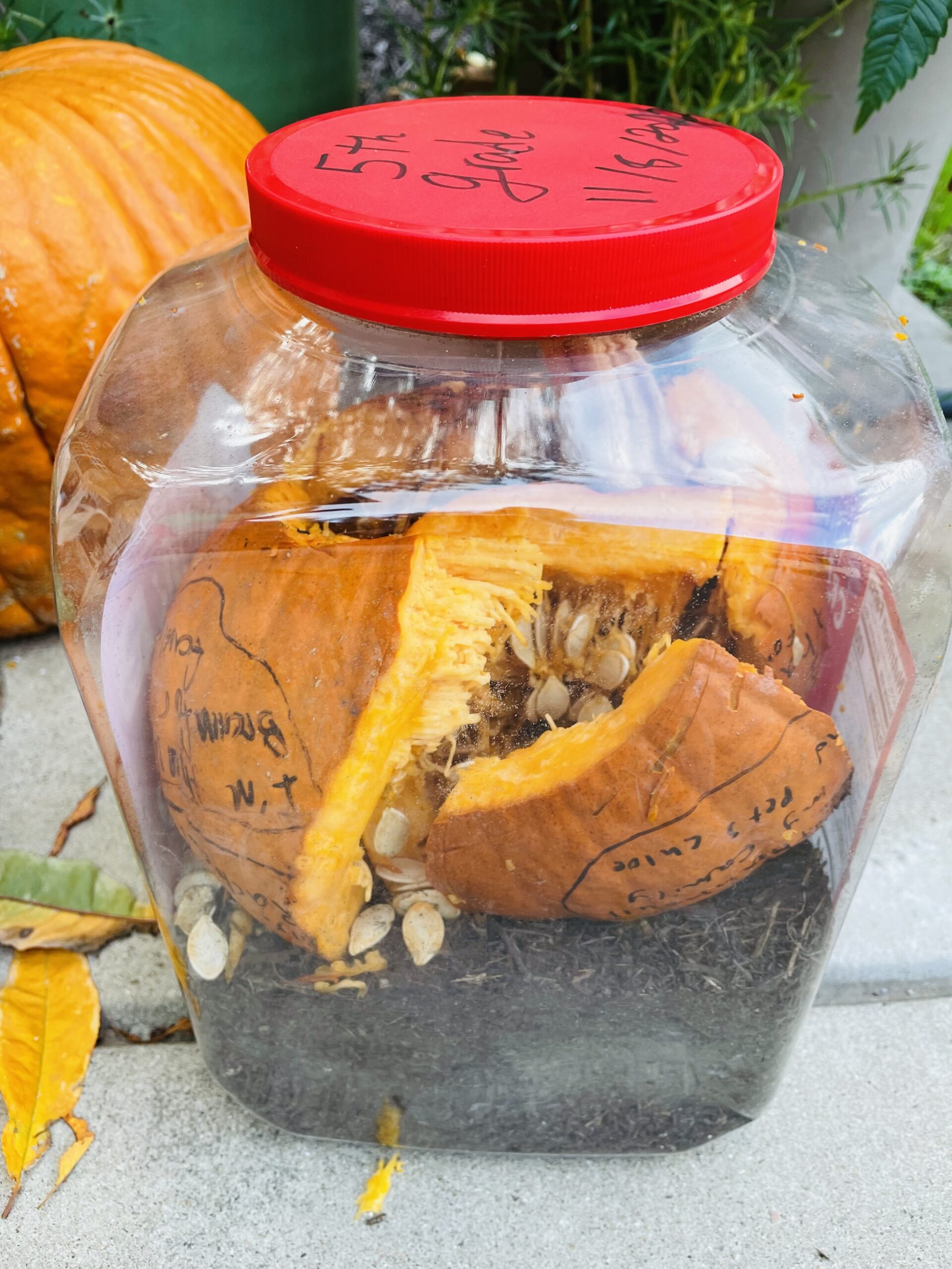 Decomposing Pumpkins - Dreams and Gardens